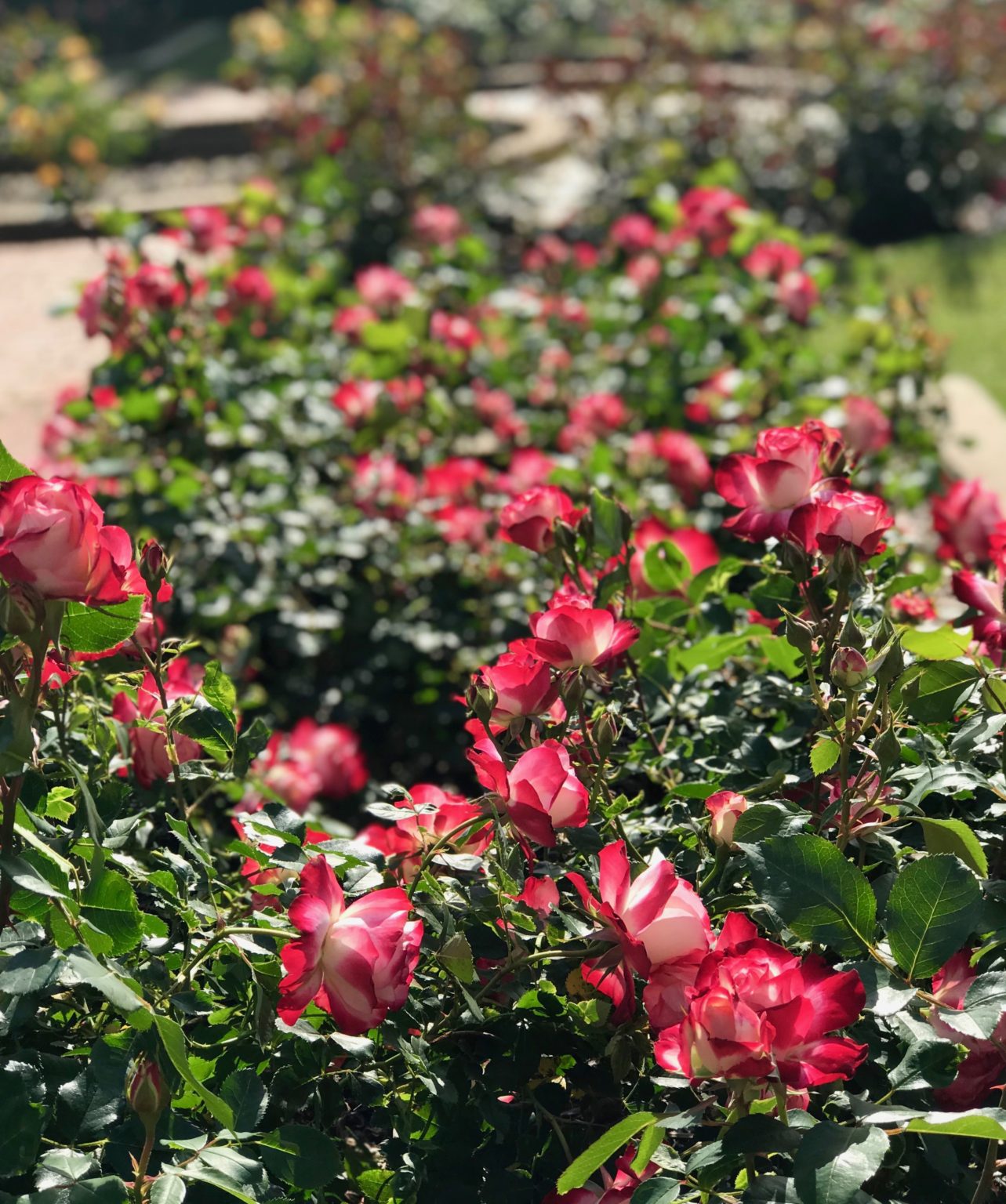 Celebrate Summer with the Roses of the Birmingham Botanical Gardens ...