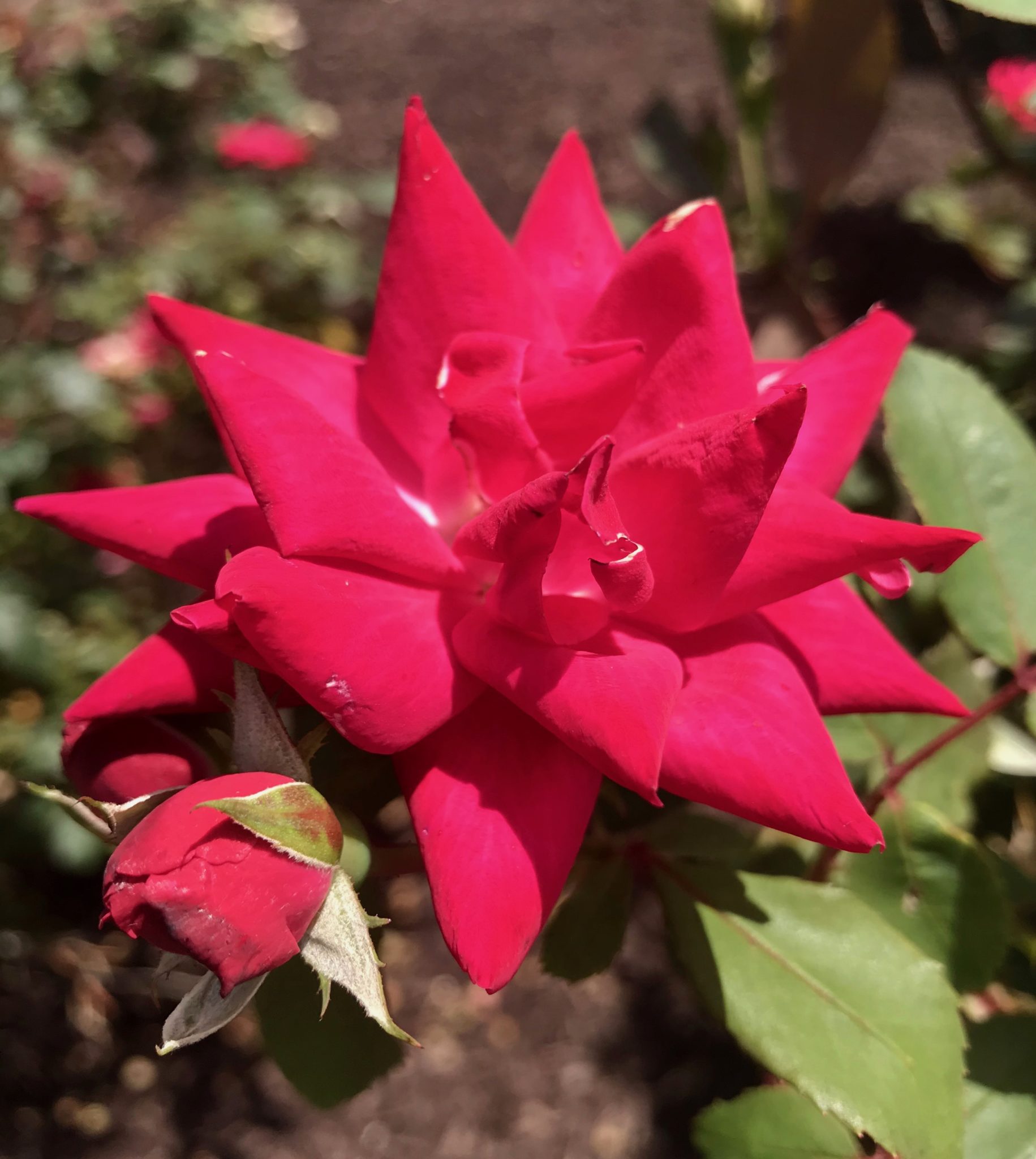 Celebrate Summer with the Roses of the Birmingham Botanical Gardens ...